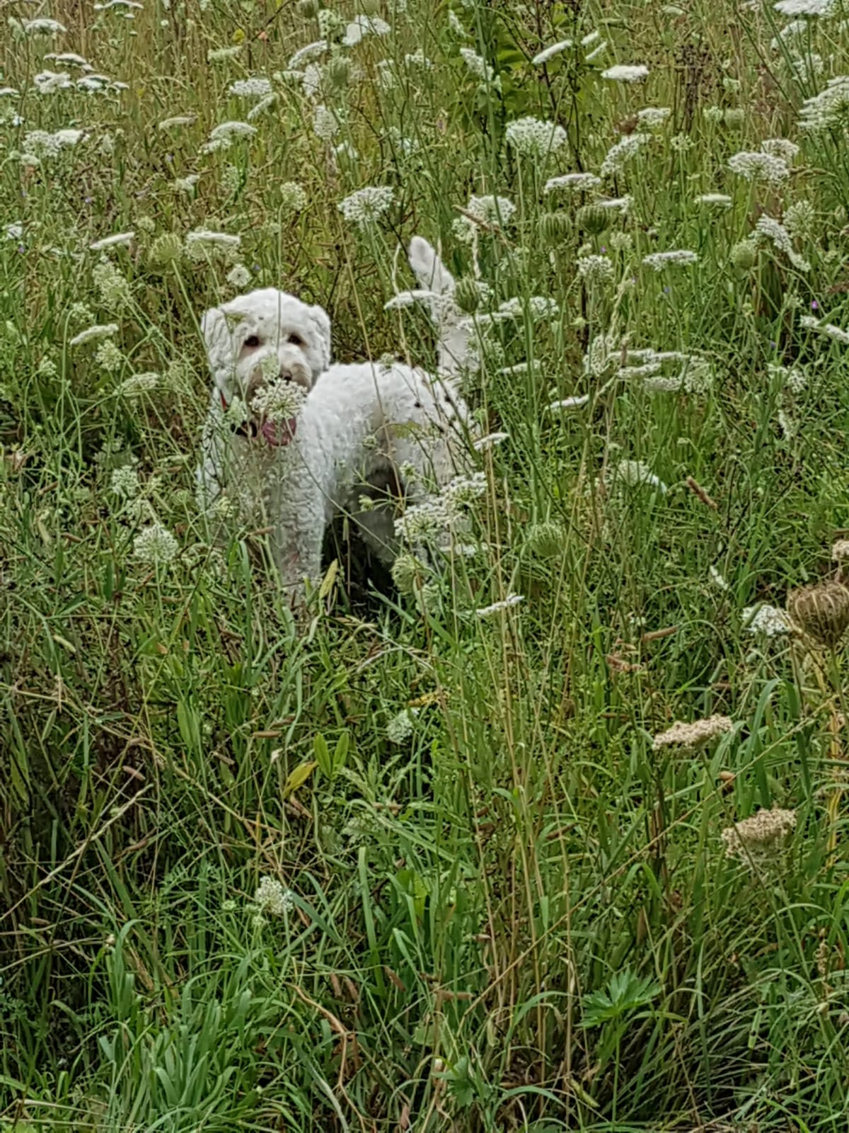 Groene hart doodles Labradoodles / Novum Initium Cobberdogs - Over ons